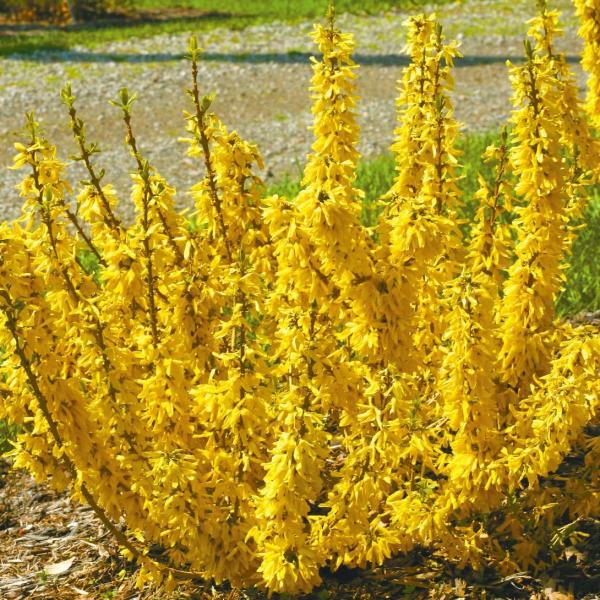 ●商品情報：枝を埋め尽くすほどの花つきが魅力。コンパクトで直立樹形。登録名：NIMBUS●お届け状態：挿木2年生根巻苗●分類：落葉樹●開花期：3〜4月●生長後の樹高(約)：50〜70cm●日照：日なた●耐寒性：強●栽培適地・用途：庭・鉢●備...