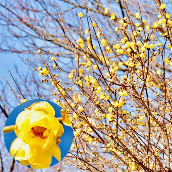 ●商品情報：黄色い花弁の幅が広く、丸い満月を想わせるロウバイ。お正月の開花も期待できる早咲き種。濃厚な香りも楽しめます。●お届け状態：接木1年生12cmポット苗●分類：落葉樹●開花期：12〜2月●生長後の樹高(約)：1〜3m●日照：日なた●...