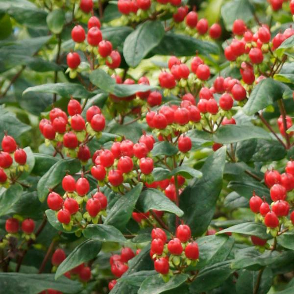 ●商品情報：花後になるカラフルな実がアレンジ花材などで大人気!! 花も美しく、大きくなりすぎない草丈で庭木にも適しています。●お届け状態：挿木2年生根巻苗●分類：落葉樹●開花期：6〜7月●生長後の樹高(約)：0.5〜1ｍ●日照：日なた・半日...