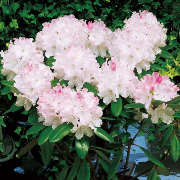 ●商品情報：ウェディングブーケはやや濃いピンクの蕾からふんわり桜色になり、満開になるにつれ純白に! 花嫁のブーケのように美麗。花もちよく観賞期間も長い。シャクナゲ スーパーローディーは、暑さに強く丈夫で強健なので、日本の気候と相性抜群で育て...