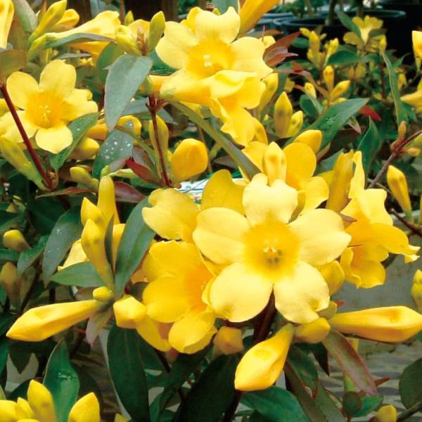 ●商品情報：ジャスミンに似た香りのする黄花! 性質強健で育てやすい。●お届け状態：10.5cmポット苗●分類：常緑樹●開花期：4〜6月●生長後の樹高(約)：3〜5m(つる性)●日照：日なた・半日陰●耐寒性：中●栽培適地・用途：庭・鉢●備考※...