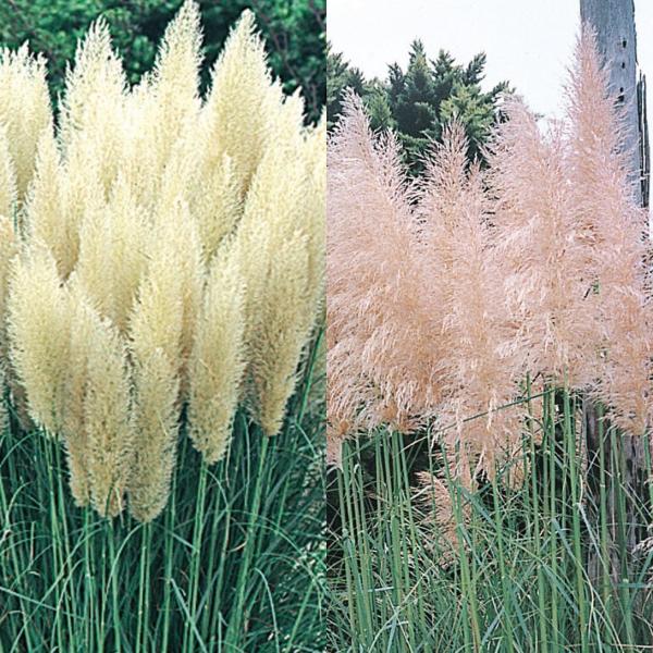 セット内容ホワイト 1株ピンク 1株●商品情報：長さ30〜60cmの花穂が和・洋どちらのアレンジでも大活躍するパンパスグラス!!●お届け状態：10.5cmポット苗●分類：多年草●開花期：9〜10月●生長後の草丈(約)：2〜3m●日照：日なた...