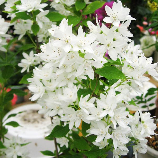 ●商品情報：晩春に純白花を咲かせます。低樹高に育つウツギで、樹形は株立ち状に!●お届け状態：12cmポット苗●分類：落葉樹●開花期：5〜6月●生長後の樹高(約)：0.6〜1m●日照：日なた・半日陰●耐寒性：強●栽培適地・用途：庭・鉢