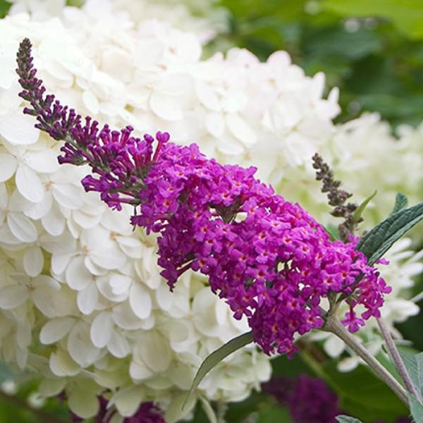 ●商品情報：蝶を引き寄せる良い香りをもつブッドレア。紅姫は鮮やかな濃赤紫色の花を初夏から秋まで次々と咲かせます。暑さ寒さに強く、コンパクトサイズで栽培しやすい矮性ブッドレアです!登録名：紅姫●お届け状態：挿木1〜2年生10.5cmポット苗(...