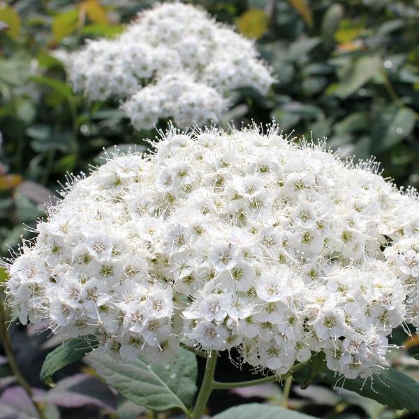 ●商品情報：ふわふわした白花と、季節の変化と共に葉色の変化を楽しめるシモツケです。青みがかった葉が特徴的で、春のワイン色の新芽も美しい。●お届け状態：挿木1〜2年生10.5cmポット苗(樹高約10〜30cm)●分類：落葉樹●開花期：晩春〜初...