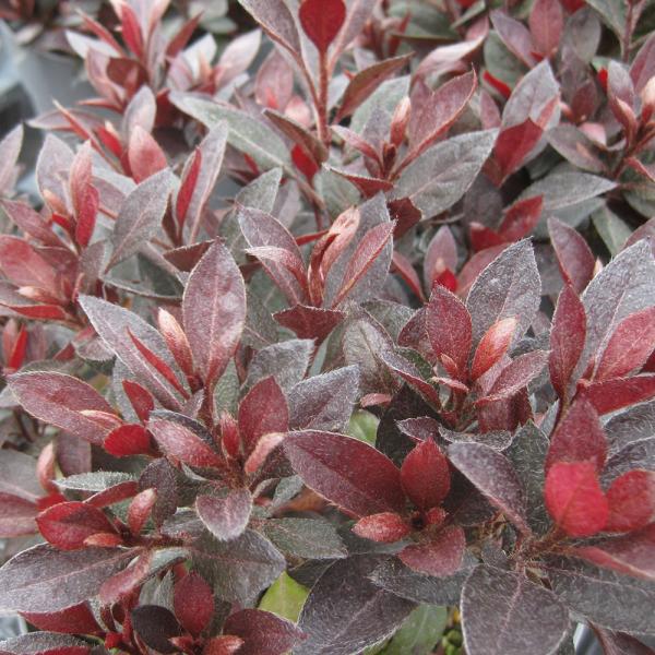 ●商品情報：新芽は赤色、初夏〜秋は銅葉、冬には黒葉と一年中シックな葉色を楽しめる! 若木のうちは咲きませんが、株が充実すると濃桃花が開花。●お届け状態：13.5cmポット苗●分類：常緑樹●開花期：4〜5月●生長後の樹高(約)：1.5ｍ●日照...