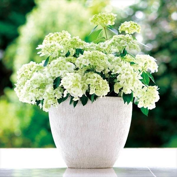 ●商品情報：豪華な手まり咲きの花弁が連なる姿はまるでシャンデリアのようなアジサイ!!土壌のpHに左右されず、咲き始めは爽やかなライムグリーンで、咲き進むにつれて白色に変化していきます。驚異の花付きの良さをぜひ実感してみてください!!枝につく...