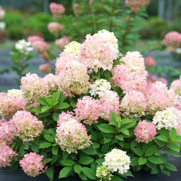 ●商品情報：樹高６０〜９０ｃｍと、とても低樹高なノリウツギ！ライムグリーンで開花する花は秋になるにつれて淡い桃色へと変化します。品種登録出願予定●お届け状態：11cmポット苗●分類：落葉樹●開花期：7〜9月●生長後の樹高(約)：0.6〜0....