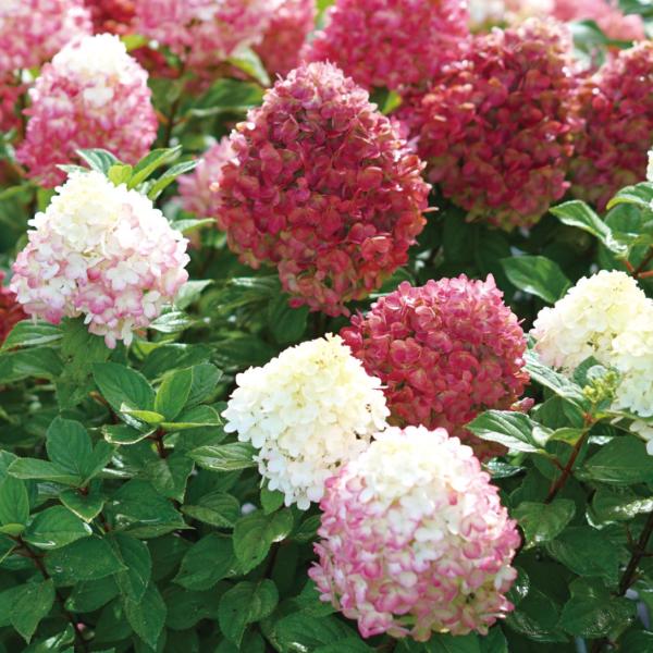 ●商品情報：ライムグリーンの花は、秋頃に下から上に向かって白→淡桃→濃赤と豪華に変化！樹形はコンパクト。品種登録出願予定●お届け状態：11cmポット苗●分類：落葉樹●開花期：7〜9月●生長後の樹高(約)：0.9〜1.5m●日照：日なた・半日...