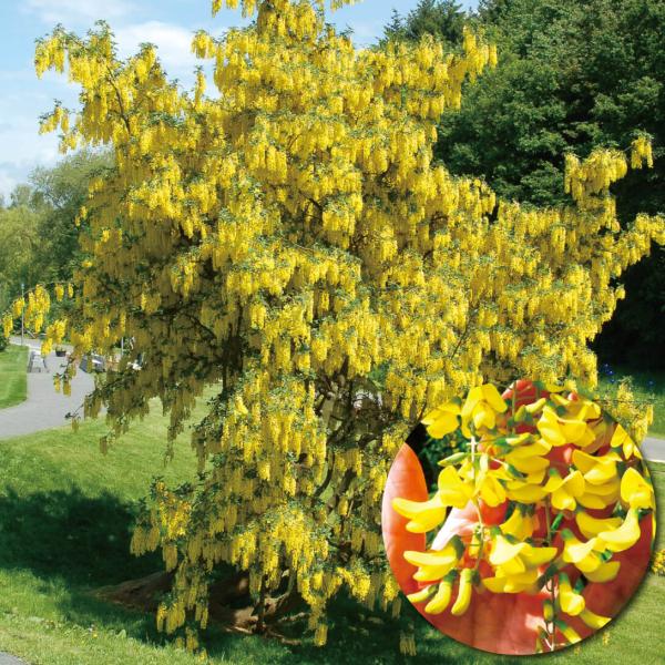 ●商品情報：藤の花のような黄色い花房が、垂れ下がるように咲きます。枝が柔らかくフェンスやトレリスに誘引しても◎。●お届け状態：挿木1年生10.5cmポット苗●分類：落葉樹●開花期：5月●生長後の樹高(約)：4〜6m●日照：日なた●耐寒性：強...