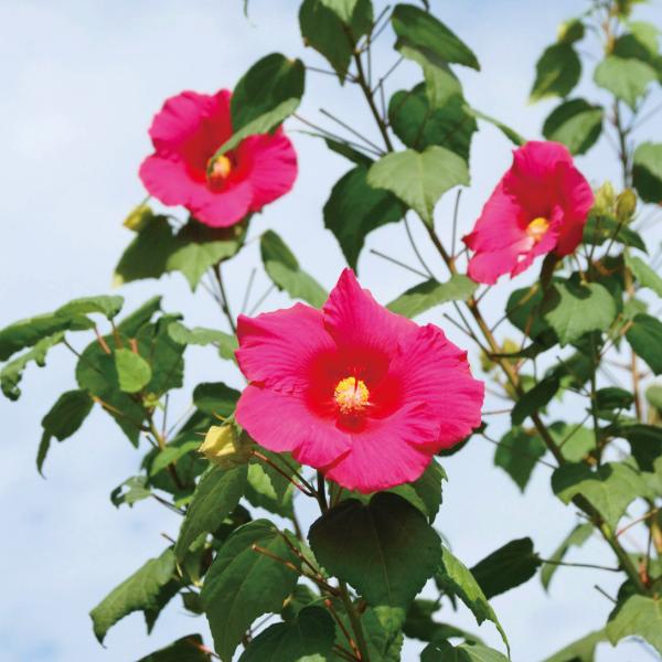 ●商品情報：珍しい赤花のニホンフヨウ。一日花ですが夏の間には次々と開花し、初夏から晩秋まで楽しめます。花径10〜15cm。●お届け状態：挿木1年生10.5cmポット苗●分類：落葉樹●開花期：7〜10月●生長後の樹高(約)：1.5〜2m●日照...