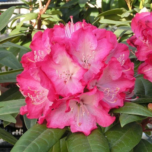 ●商品情報：シャクナゲシーパーローディーは、暑さに強く丈夫で強健なので、日本の気候と相性抜群で育てやすい!しかも花つき良く樹形がコンパクトで、鉢植えでもボリューム満点の花姿が楽しめます。イチゴのような赤色とアイスクリームのような白色の混じり...