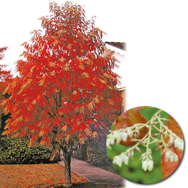 ●商品情報：世界三大紅葉樹の1つ。夏はスズランに似た白花を、秋は紫紅色に染まる葉を楽しめる!ツツジ科で楕円形の単葉です。●お届け状態：10.5cmポット苗●分類：落葉樹●開花期：7〜8月●葉の観賞期：10〜12月●生長後の樹高(約)：3〜5...