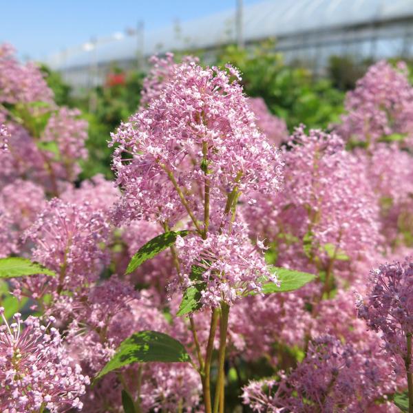 ●商品情報：ふわふわとしたサーモンピンクの花穂がキュート!落葉性のセアノサスです。多湿に弱く、管理には注意が必要です。●お届け状態：12cmポット苗●分類：落葉樹●開花期：5〜6月●生長後の樹高(約)：1〜2m●日照：日なた●耐寒性：中●栽...
