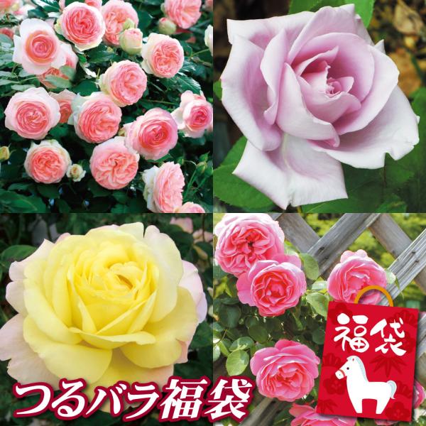 ●商品情報：お買得なつるバラ大苗福袋! どんな品種かは届いてからのお楽しみ! つるバラの中から品種見計らいで3株お届けします。●お届け状態：大苗：接木1年生根巻苗●備考：※写真はイメージです。※掲載の品種が入るとはかぎりません。