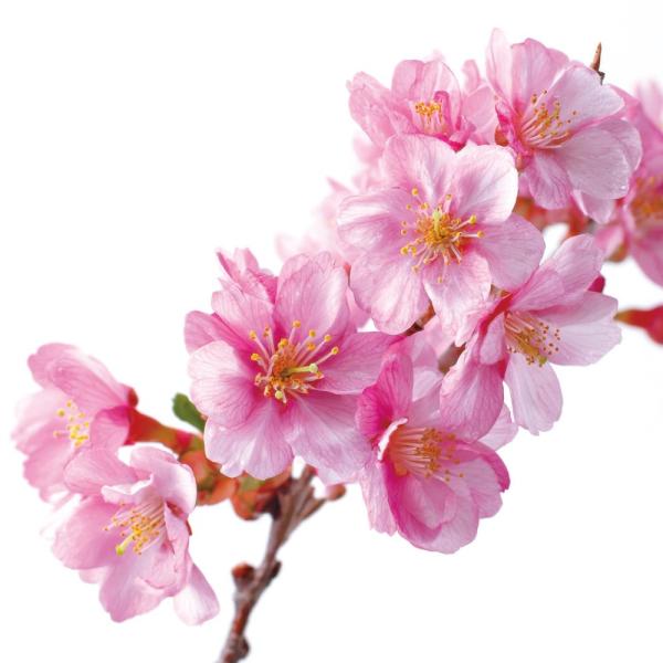 ●商品情報：イギリスで育成された桜。現地では春のみですが、日本では秋にも開花する2季咲きに。淡紅色の半八重大輪花です。●お届け状態：接木1年生12cmポット苗●分類：落葉樹●開花期：4月上旬〜、秋●生長後の樹高(約)：3〜8m●日照：日なた...