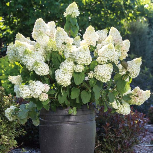 ●商品情報：分枝力高く、花つき抜群!!咲き始めはライムグリーン色の花弁で、咲き進むにつれ白〜ソフトピンクに変化。耐暑性あり、真夏の直射日光にも強い。株丈コンパクトで、剪定なしで美しい樹形に。●お届け状態：挿木1年生12cmポット苗●分類：落...