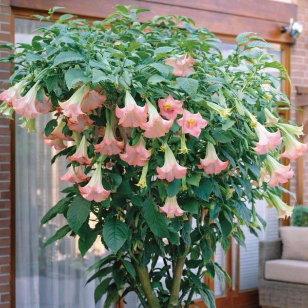 ●商品情報：下向きに咲くラッパのような花が人気の熱帯花木です。地植えで育てると1株で何十輪も花を咲かせ、圧巻の株姿に!●お届け状態：挿木2年生12cmポット苗●分類：常緑樹●開花期：6〜11月●生長後の樹高(約)：1〜3m●日照：日なた●耐...