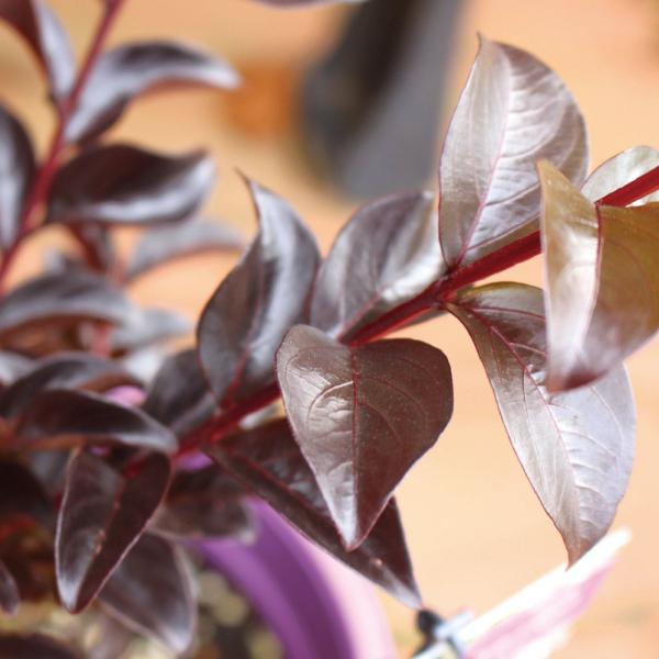 ●商品情報：プランターで楽しめる矮性サルスベリ。シックな銅葉と純白の花弁との対比が美しい。耐病性強く、花つきも抜群で初心者にもオススメの品種です。●お届け状態：挿木2年生12cmポット苗●分類：落葉樹●開花期：夏〜秋●生長後の樹高(約)：1...