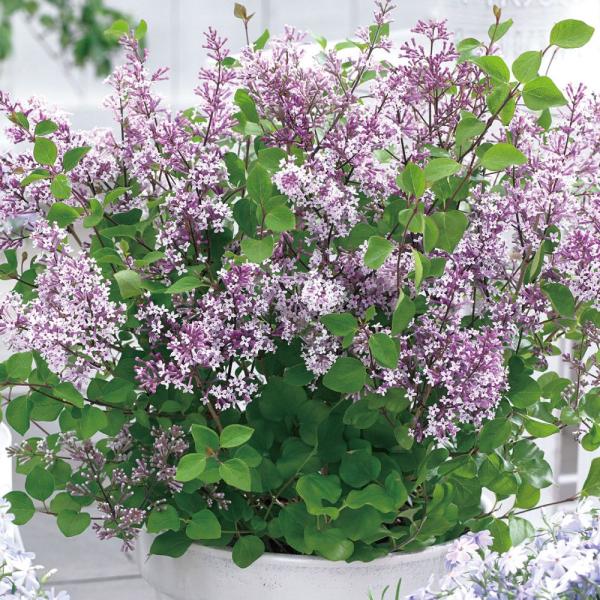 ●商品情報：従来のライラックよりも大きな花穂を持ち、また多花性のため、満開時には花穂が株を覆うほどの花が咲き、とっても華やかな印象に。矮性で、生長後も最大1.2ｍ程とコンパクトに収まり、より近い距離で甘い香りをお楽しみいただけます。鉢植えに...