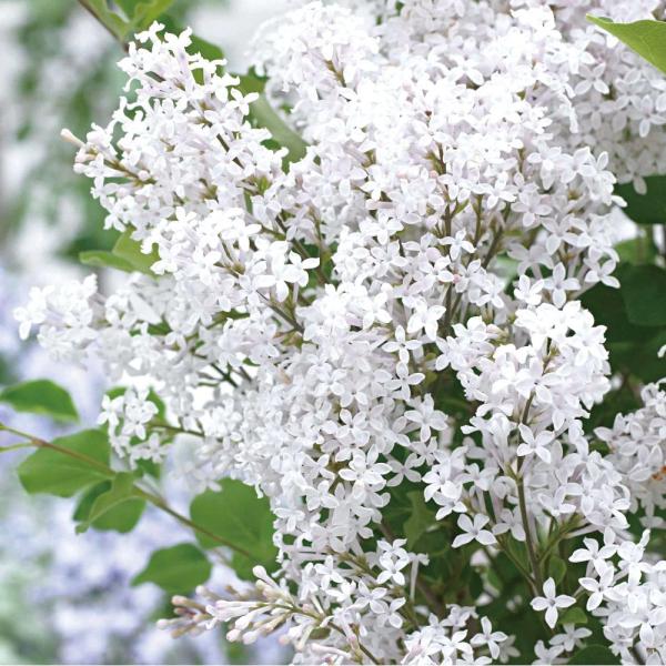 ●商品情報：従来のライラックよりも大きな花穂を持ち、また多花性のため、満開時には花穂が株を覆うほどの花が咲き、とっても華やかな印象に。矮性で、生長後も最大1.2ｍ程とコンパクトに収まり、より近い距離で甘い香りをお楽しみいただけます。鉢植えに...