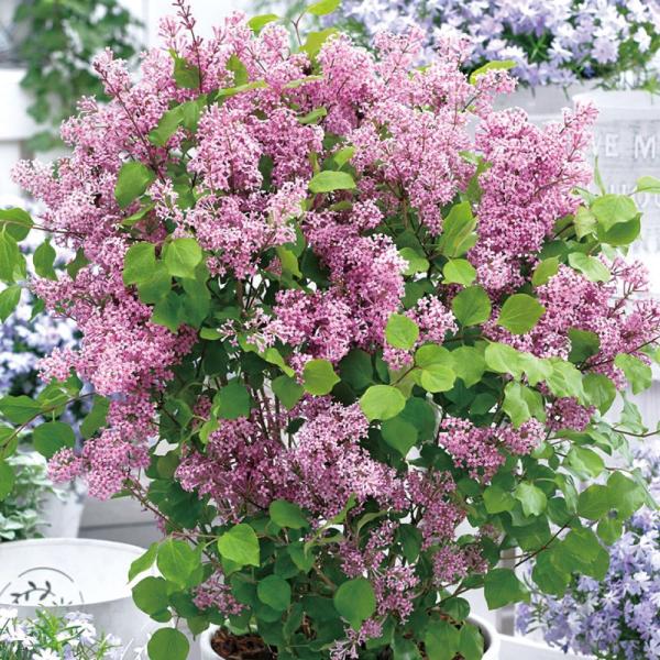●商品情報：従来のライラックよりも大きな花穂を持ち、また多花性のため、満開時には花穂が株を覆うほどの花が咲き、とっても華やかな印象に。矮性で、生長後も最大1.2ｍ程とコンパクトに収まり、より近い距離で甘い香りをお楽しみいただけます。鉢植えに...