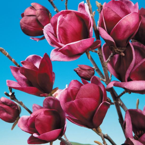 ●商品情報：濃いワインレッドのチューリップのような可愛らしいカップ咲きのモクレン。背が低いうちから開花するほど花つき抜群!!登録名：GENIE●お届け状態：挿木1年生12cmポット苗●分類：落葉樹●開花期：4〜8月●生長後の樹高(約)：2〜...