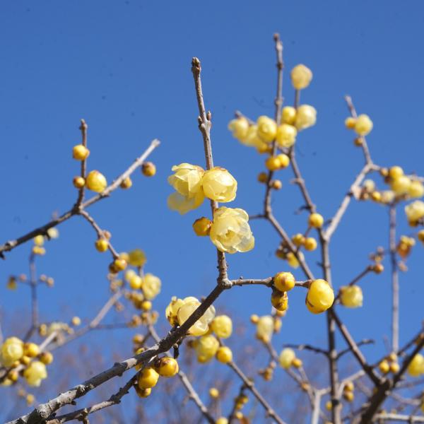 ●商品情報：花の少ない冬に咲き、蝋細工のような花と濃厚な香りで大人気。●お届け状態：実生根巻苗●分類：落葉樹●開花期：12〜2月●生長後の樹高(約)：2〜4m●日照：日なた●耐寒性：強/寒冷地でも地植えOK●栽培適地：庭・鉢・切花