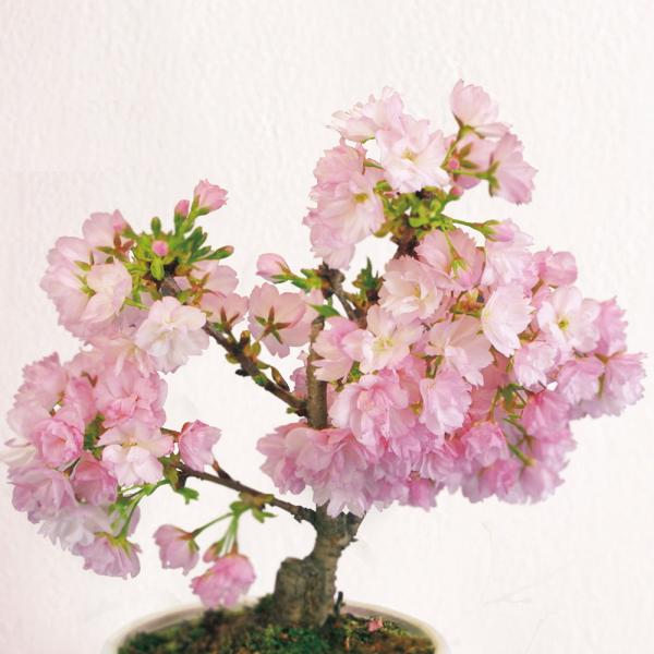 ●商品情報：花つきがよく、鉢植えに適した小型品種。花芽つき苗でお届けします。※お届け時期により、花後でのお届けとなる場合がございます。あらかじめご了承ください。●お届け状態：10.5cmポット苗●分類：落葉樹●開花期(約)：4月(※開花時期...