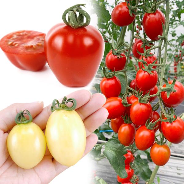 ●セット内容接木野菜苗 ミニトマト 接木F1TYプリモホワイト 2株接木野菜苗 ミニトマト 接木F1TYプリモルージュ 2株接木野菜苗 ミニトマト 接木F1TYアップルベリープレミアム 2株