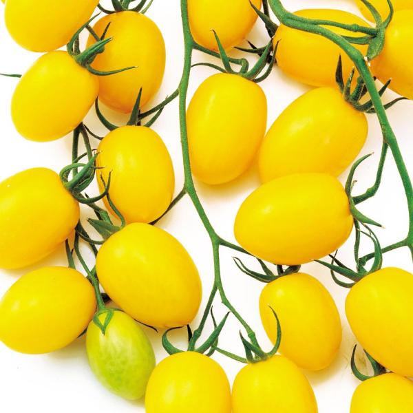 ●商品情報：1花房に20〜25果着果する多収型のミニトマト。糖度8〜9度と甘く、艶のある黄金果実は、しっかりとした歯切れの良い食感で弾力抜群。裂果少なく育てやすい。トマト黄化葉巻病・トマトモザイク・根腐萎凋病に耐病性あり。●果重（約）：18...