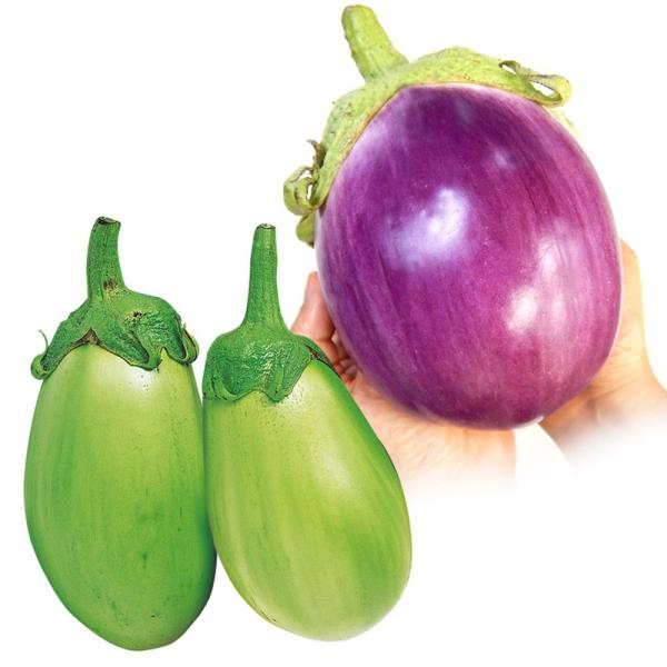 ●セット内容接木野菜苗 ナス 接木白丸ナス 2株接木野菜苗 ナス 接木ロッサビアンコ 2株