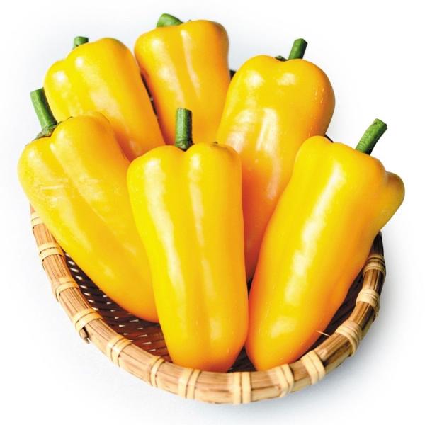 ●商品情報：作りやすくて美味しい、手の平サイズのミニパプリカ！糖度が高く、丸ごと食べても美味しい。着果性に優れ、開花後55日ほどで収穫期となります。マリネや炒め物、サラダ、さまざまな料理に大活躍。●果重（約）：40〜60g●お届け状態：接木...