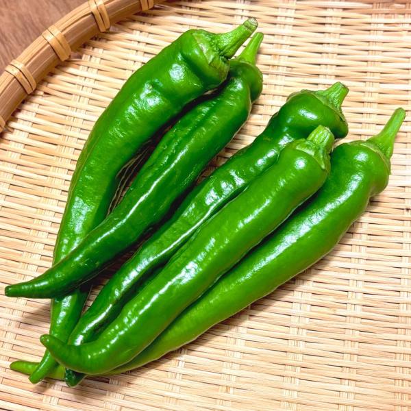 ●商品情報：揃いが良く、栽培容易な万願寺系のF1甘長トウガラシ。果実はボリュームがあり、曲がり果の発生が少ないので家庭菜園にも最適! 肉質柔らかく甘味があり、焼く、煮る、揚げるなど様々な調理で楽しめます。草勢が強く、分枝の発生も多いのでたく...