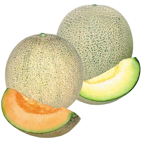 ●セット内容接木野菜苗 メロン 接木F1赤肉ネットメロン 2株接木野菜苗 メロン 接木F1グリーンネットメロン 2株