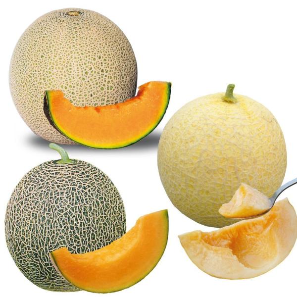 ●セット内容接木野菜苗 メロン F1プリモレッド 1株接木野菜苗 メロン 接木F1サンライズ 1株接木野菜苗 メロン 接木F1タカミレッド 1株