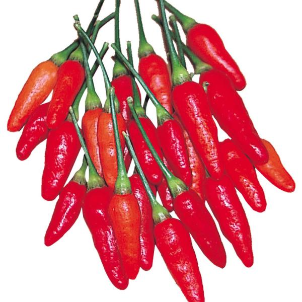 ●商品情報：アジア一辛いとされる沖縄の激辛トウガラシ。泡盛漬けにした調味料は数滴で激辛！●果長（約）：1.5cm●お届け状態：実生9cmポット苗 ●備考：※ポットの口の対角線または直径が9cmとなります。※関東〜九州北部の平坦地区の露地への...