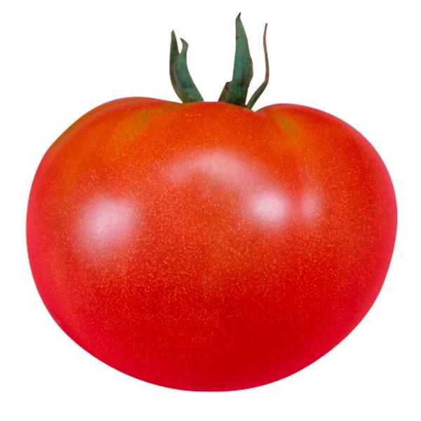 ●商品情報：懐かしい香りで食味に優れる大玉品種。着果良好で、裂果も少なく秀品率が高い！●大玉トマト●果重（約）：240g●お届け状態：実生9cmポット苗 ●備考：※ポットの口の対角線または直径が9cmとなります。※関東〜九州北部の平坦地区の...