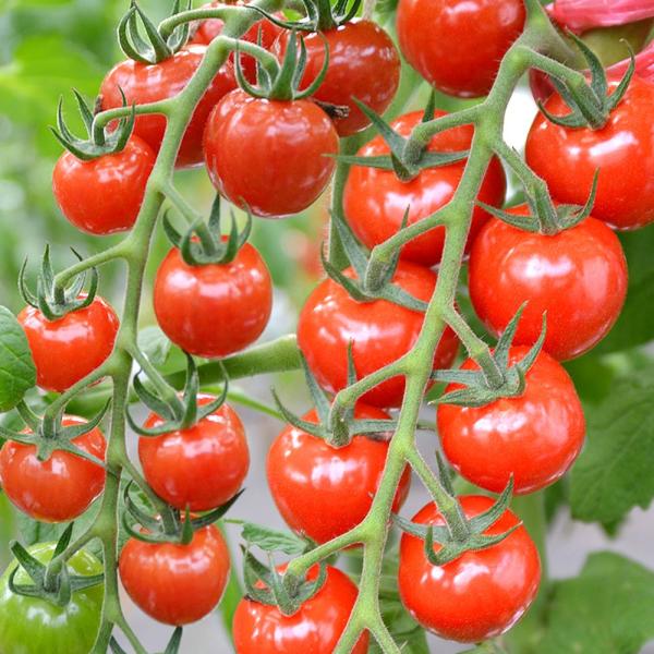 ●商品情報：サクランボみたいに美しく輝くミニトマト！　「本当に旨いミニトマト」を求め、弊社スタッフがついにたどり着いたのが、このトマト！　スタッフも試食をさせて頂きましたが、これはもう驚愕の美味しさ。超薄皮がプチンと弾けると同時に、「濃くて...