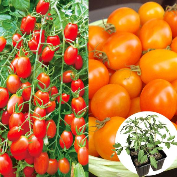 ●セット内容接木4連ポット野菜苗 ミニトマト 接木4連F1ゴールデンハニー 4株接木4連ポット野菜苗 ミニトマト 接木4連F1たわわクリスタル 4株