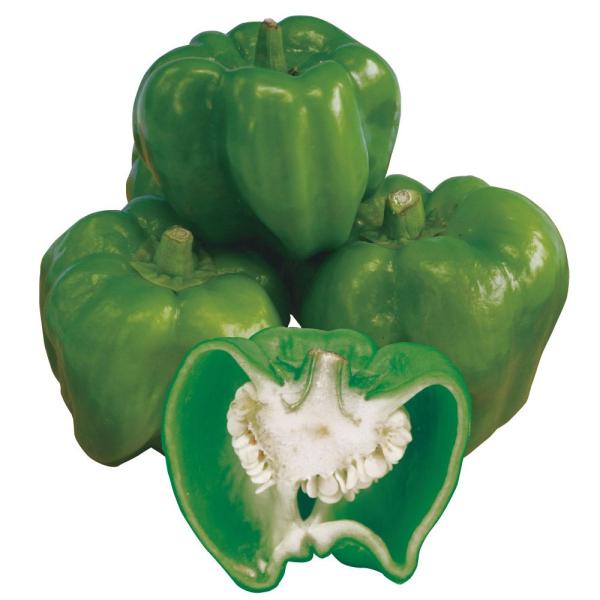 ●商品情報：ピーマンのような形をした、新潟県の在来種のトウガラシ。肉厚でピリリッと辛く、炒め物や醤油漬け、素揚げなどで旨い!●果重（約）：40-50g●お届け状態：接木9cmポット苗●備考：※接木苗、特にウリ科植物(ゴーヤ・キュウリ・メロン...