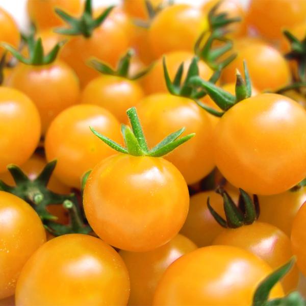 ●商品情報：珍しい黄色の極小粒。可愛い見た目でサラダの飾りつけなどに大活躍！●果径（約）：7〜10mm●早晩生：早生●入り数の目安：1mlあたり約60〜80粒入り※品種により差があります。●発芽適温：20〜30℃※発芽させるには播種床を上記...