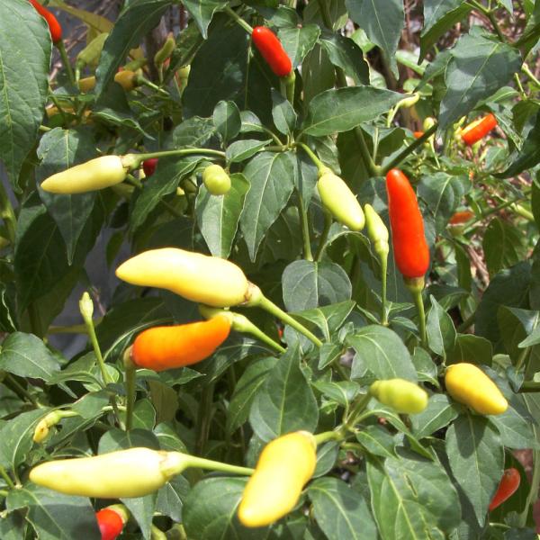 ●商品情報：パスタなどの調味料として人気のタバスコソースの原料。淡緑→オレンジ→赤と果実の色が変化します。●果長（約）：3〜5cm●お届け状態：種子●入り数：5粒●発芽適温：25〜30℃※発芽させるには播種床を上記の温度にしてください。●標...