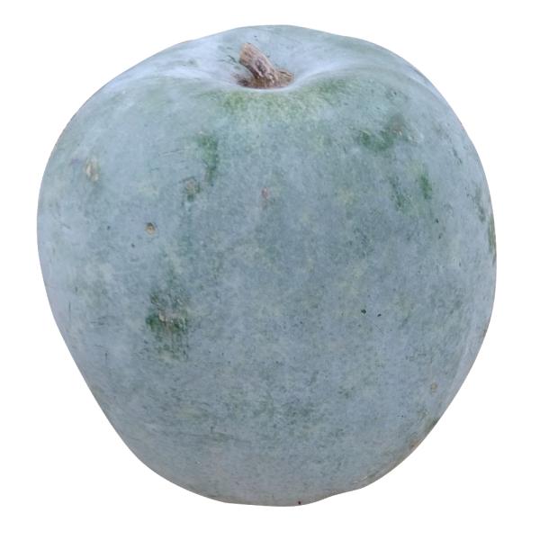 ●商品情報：果皮は淡緑色で白粉を被る。淡白な風味は出汁に合う。●果重（約）：5〜10kg●お届け状態：種子●入数の目安：10mlあたり約150〜200粒入入り数は目安です。品種により差があります。●発芽適温：25〜30℃※発芽させるには播種...