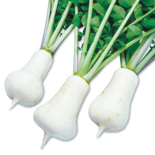 ●商品情報：肉質緻密でビタミン豊富な、ミニ大根! 辛味があり美味。耐病性あり。●根長（約）：10cm●お届け状態：種子●入り数の目安：10mlあたり約200〜400粒※入り数は目安です。品種により差があります。●発芽適温：15〜30℃※発芽...