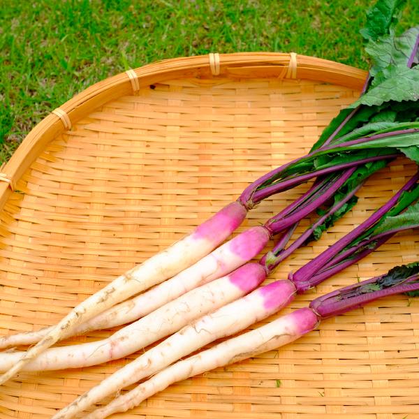 ●商品情報：滋賀の伝統野菜。日野菜の桜漬で有名な早生の色カブ。肉質緻密で少しの辛味と酸味があり、酢漬・ぬか漬など漬物用として最適。●根長（約）：25cm●お届け状態：種子●入り数の目安：10mlあたり約1000〜1500粒入り※品種により差...