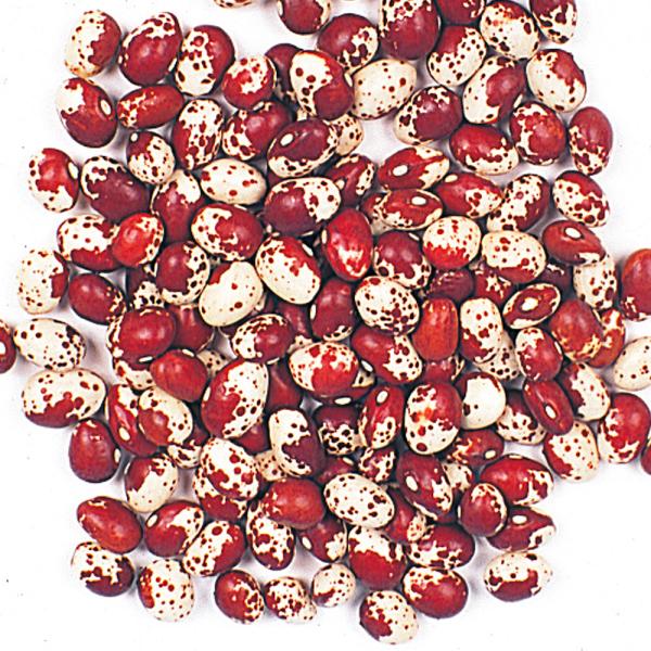 ●商品情報：紅白で縁起よい、栽培容易な注目菜豆！●莢長（約）：12cm●つるの有無：つるなし●お届け状態：種子●入り数の目安：50mlあたり約100〜150粒入り※入り数は目安です。品種により差があります。●発芽適温：25〜30℃※発芽させ...