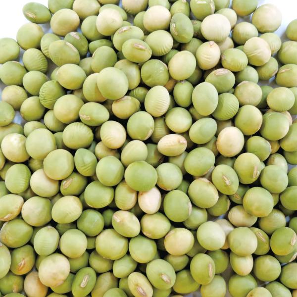 ●商品情報：もやしの原豆として有名！ クセがなく美味しい。●つるの有無：つるなし●お届け状態：種子●入り数の目安：50mlあたり約100〜150粒入り※入り数は目安です。品種により差があります。●発芽適温：25〜30℃※発芽させるには播種床...