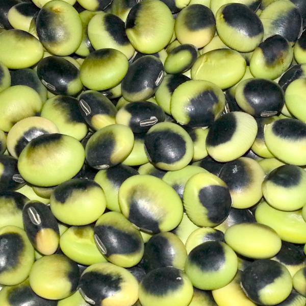 ●商品情報：長野の伝統野菜。青大豆の一種です。香り・食感良く、塩ゆでやひたし豆に。●早晩性：晩生●お届け状態：種子●入り数の目安：50mlあたり約100〜150粒入り※入り数は目安です。品種により差があります。●発芽適温：25〜30℃※発芽...