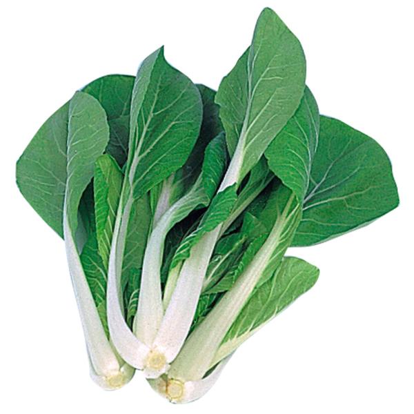 ●商品情報：葉も茎も柔らかく、栽培容易で美味。炒め物・煮物・漬物に。●お届け状態：種子●備考：※播種や植え付け後の栽培条件、天候等によりその結果が異なることがありますが、弊社の責と考えられる結果不良の責めはお買い上げ代金の範囲内とさせていた...